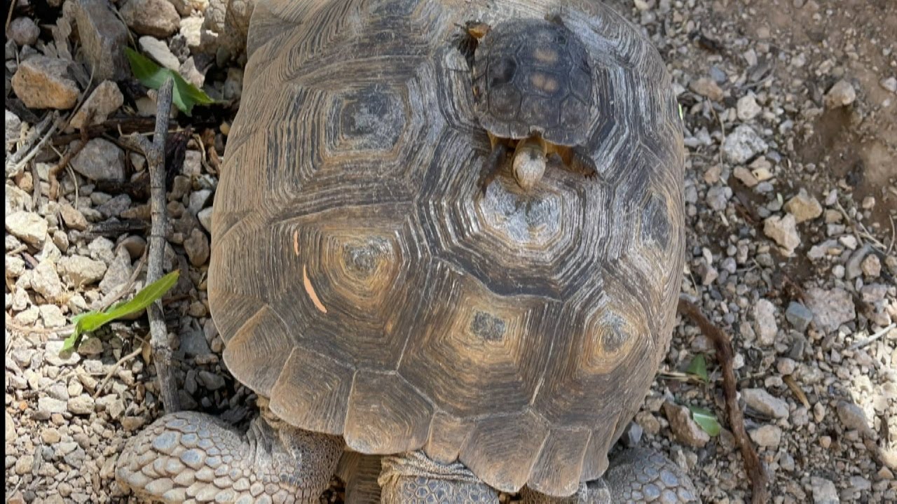 140 baby Sonoran desert tortoises available for adoption