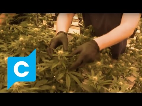 Politics and Pot - 1518