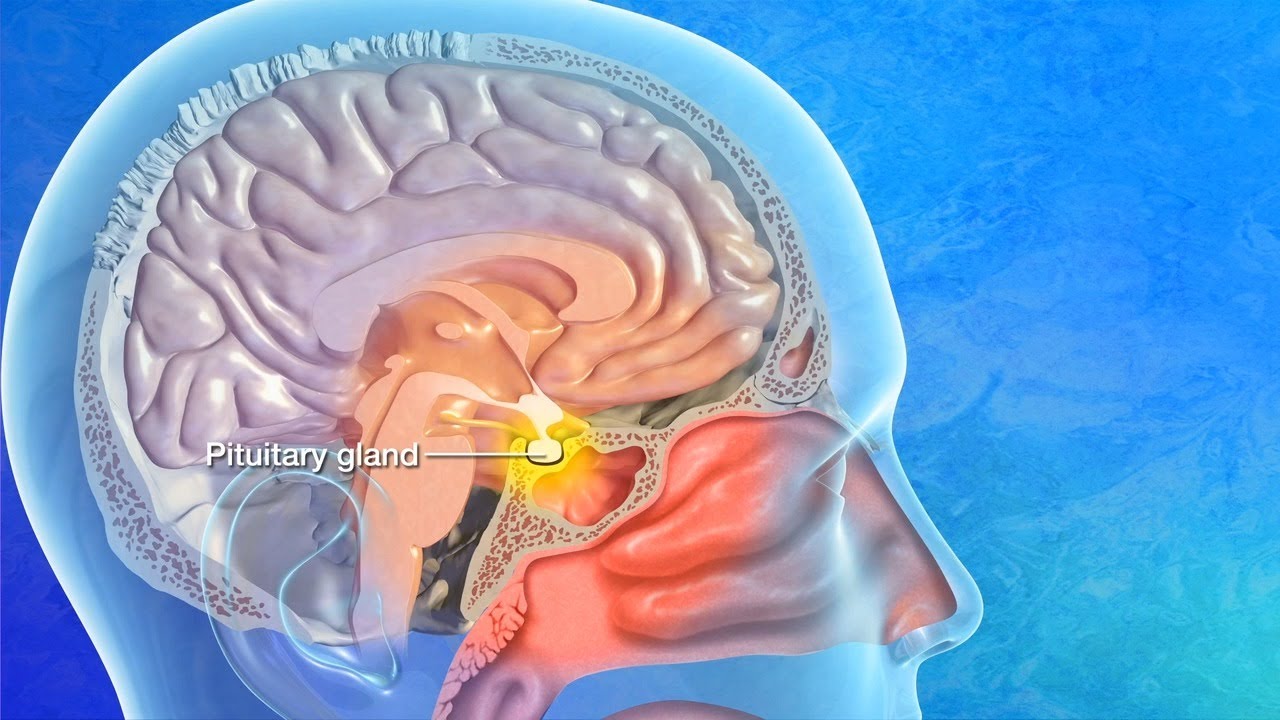 Endoscopic Transsphenoidal Pituitary Surgery Explained