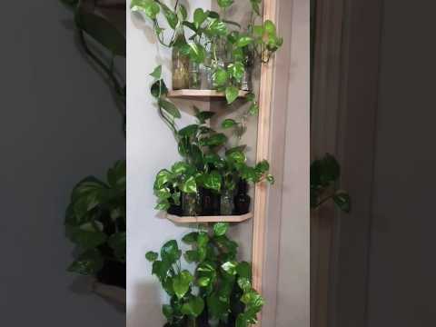 Money plant decorated in glass bottles || grow without soil #plant #shorts #gardening #trending