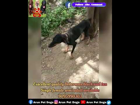 American Doberman black and tan female semi adult.|#doglovers |#trendingshorts |#vairalvideo
