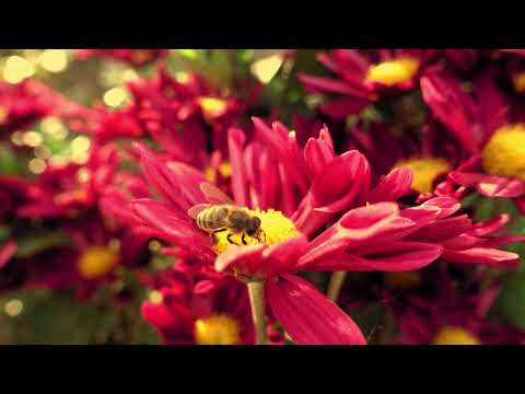 Albina europeana | Apis mellifera