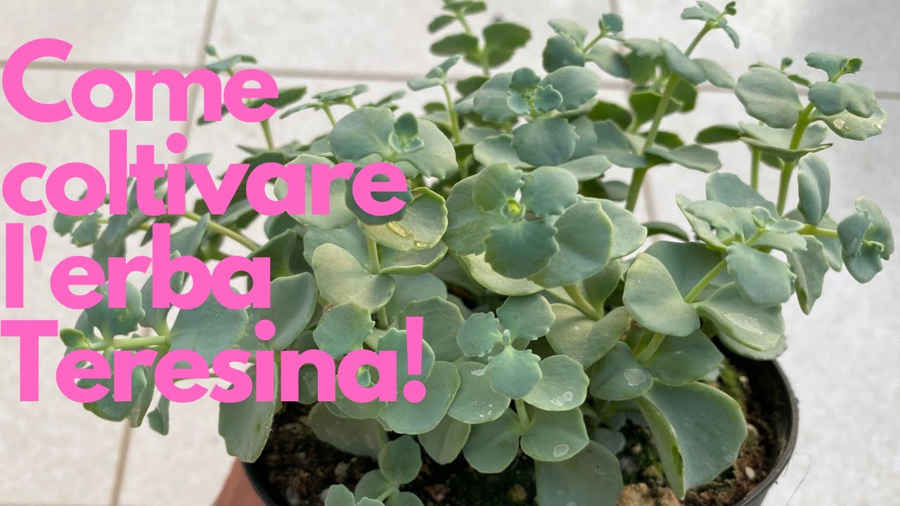 Erba Teresina: how to grow the famous succulent! (Sedum sieboldii)