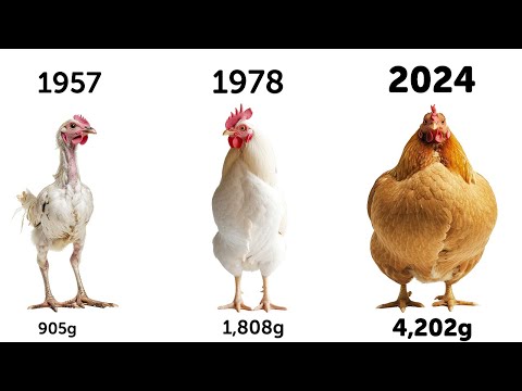 Chickens Are 5X BIGGER Than 70 Years Ago... This Is Terrifying