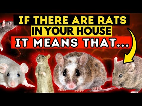 Discover the spiritual meaning of mice in your home. It's incredible! ππ