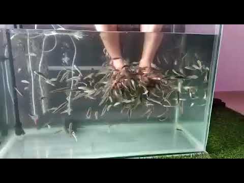 Garra Rufa Fish and Fish Food Wholesaler | Alsa Fisheries, Mumbai