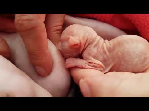 Watch this mother who is breastfeeding her newborn dog from breast breast milk