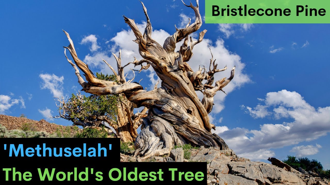 METHUSELAH -  The 5000 Years Old Tree | Bristlecone Pine Tree | Oldest Tree | #botany_facts
