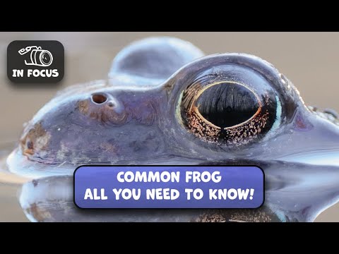 Common Frog Species Guide: Appearance, Diet, Habitat, Behavior, Stats, And Conservation Status
