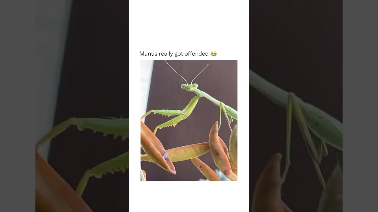 Mantis gets offended meme