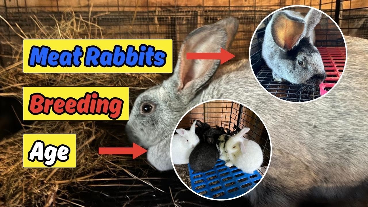 What is the Right Age for Breeding Young Meat Rabbits? (When to start breeding meat rabbits)