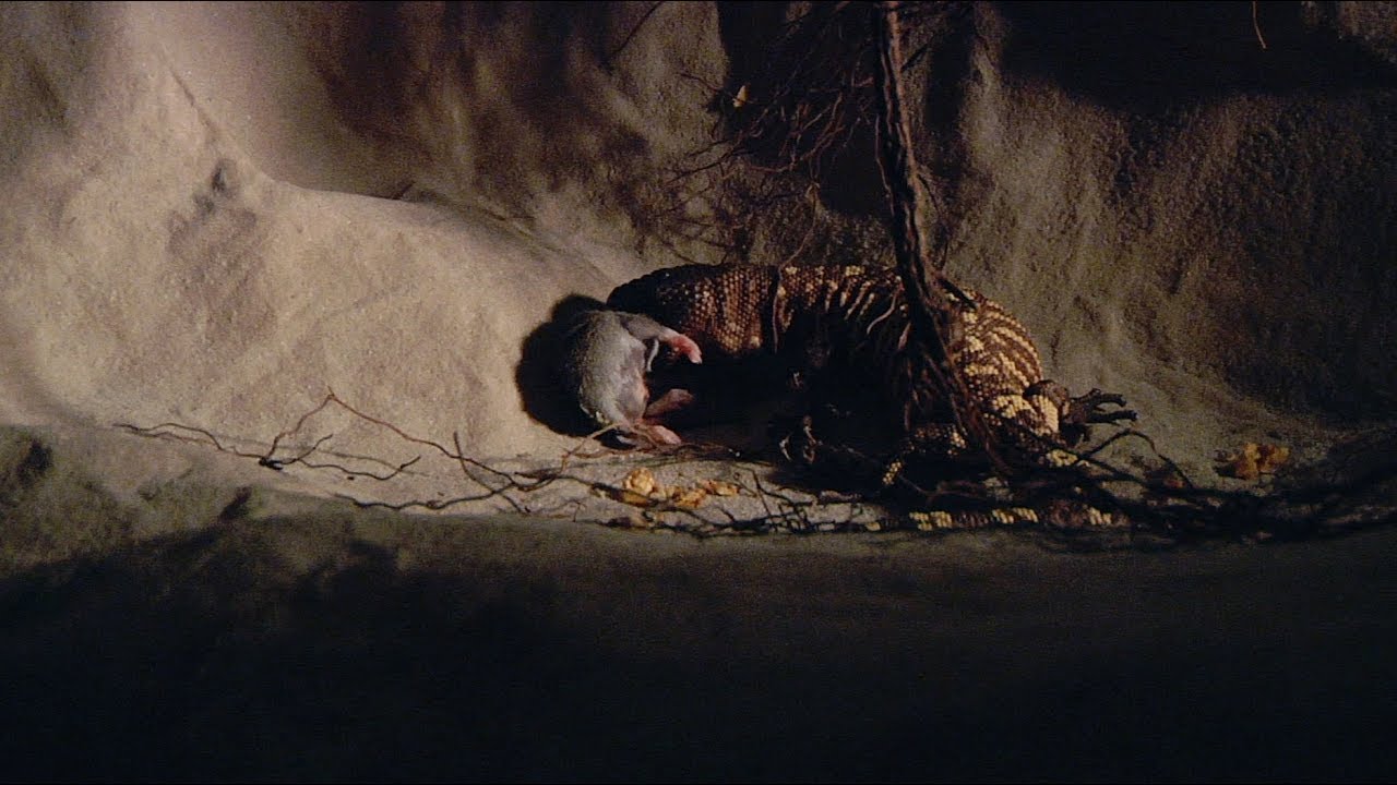 Beaded Lizard Eats Rat 01 Footage