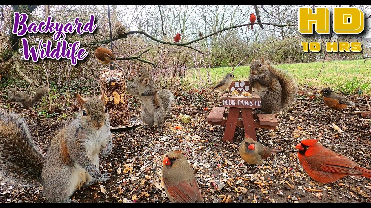 Entertain Your Pets 🐶😺📺[NO MID-ROLL ADS] 10 hour- Cat & Dog TV | Birds & Squirrels