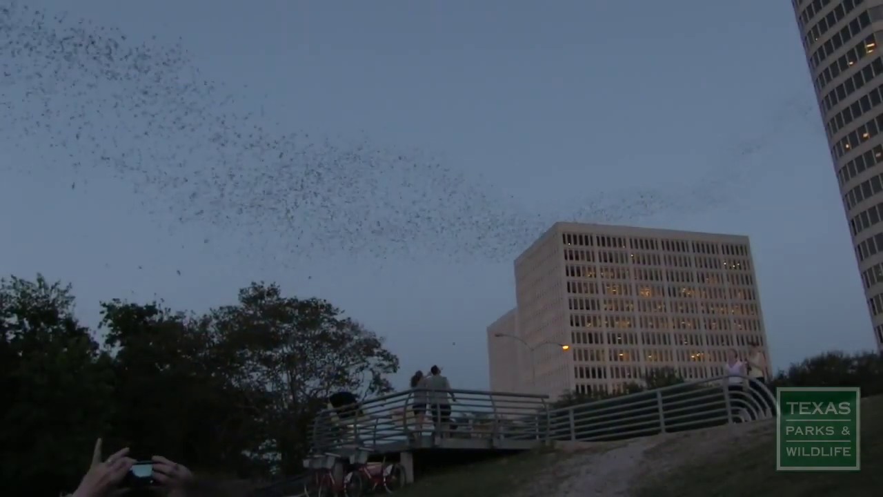 Batwatching Across Texas - Tips from a Wildlife Biologist