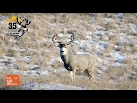Legacy of the Wild: 35 years of the Mule Deer Foundation