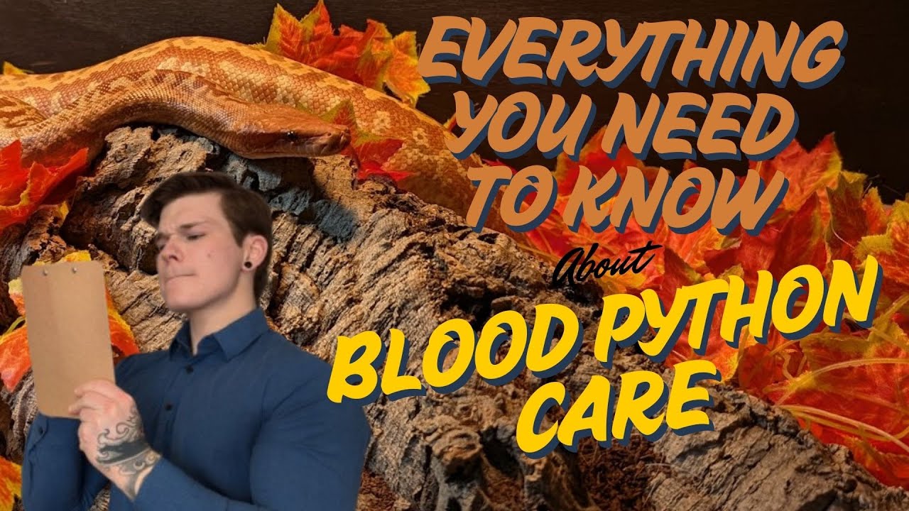 The COMPLETE Blood Python Care Guide