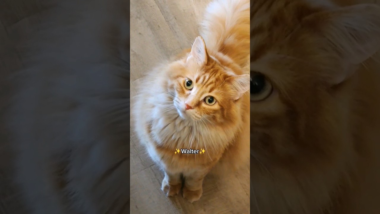 The floofy Dorito doesn't like being told no 😅 #animals #cat #cute #funnypets #funny #pets #cutecat