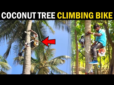 Coconut Tree Climber at Best Price in India