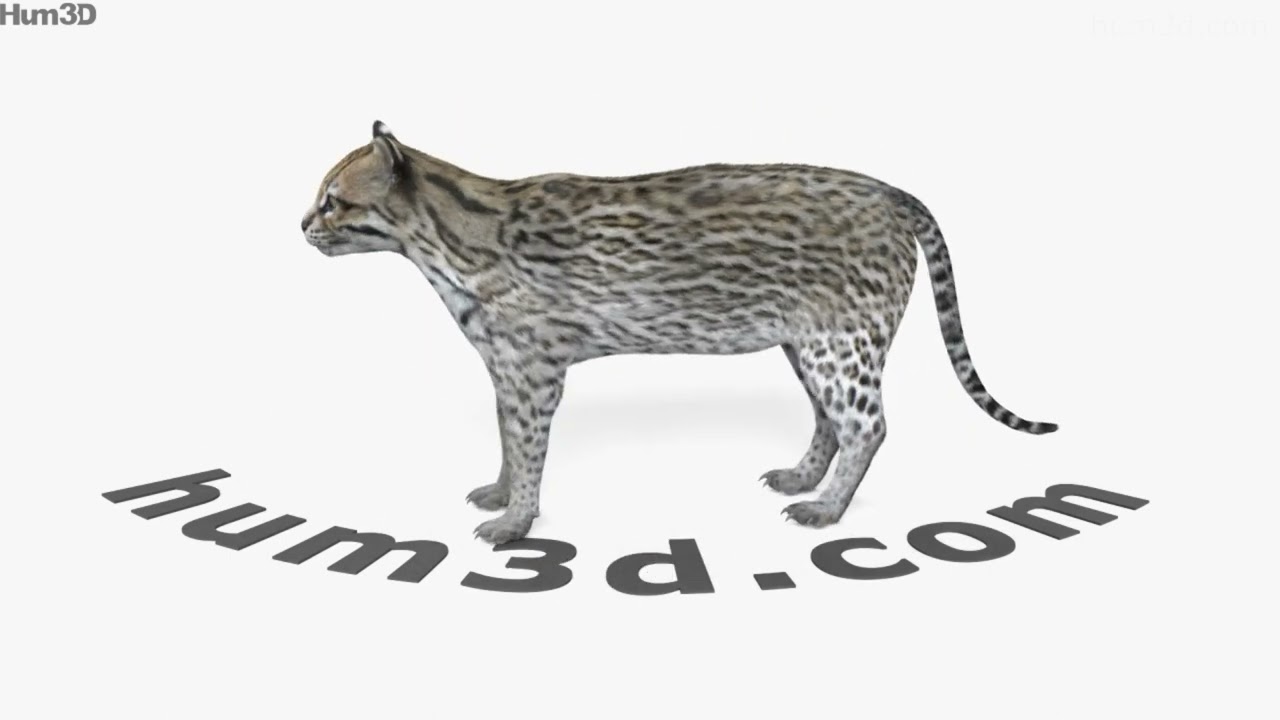 Ocelot 3D model by 3DModels.org