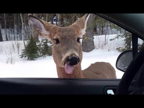 Funniest ANIMALS Videos 2025 That Will Definitely Brighten Your Day????
