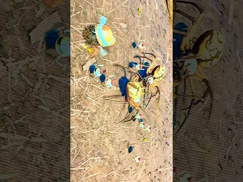 ORB WEAVERS VS TAZ.T ARMY! #groundedthegame #grounded #vs #sigma