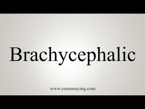 How To Say Brachycephalic