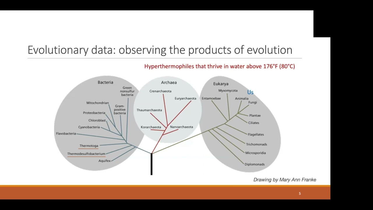 Learning Protein Fitness Models from Evolutionary and Experimental Data