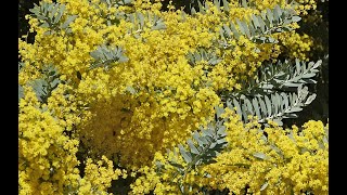 Où planter le mimosa dans son jardin pour avoir de belles fleurs