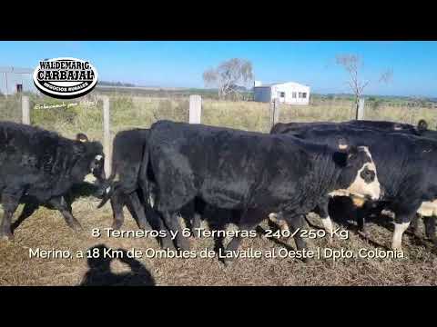 Ent. 22 (Cert - 7513) - 8 Terneros y 6 Terneras 240/250 Kg