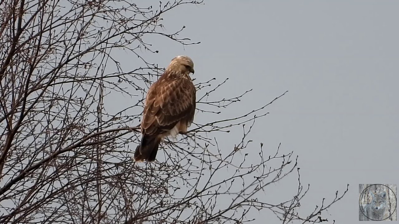 Rough legged hawk - please read my post on ethical wildlife photography