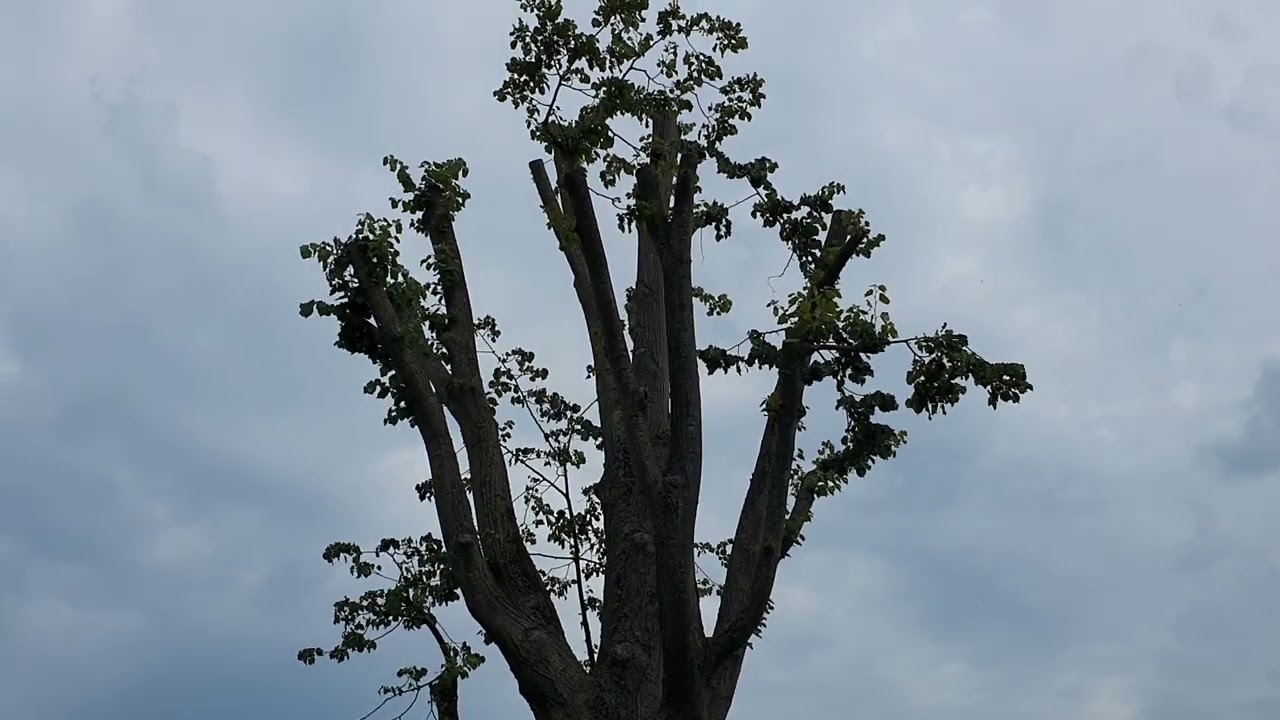 Why topping trees is bad for trees and unsafe (Haren 2022)