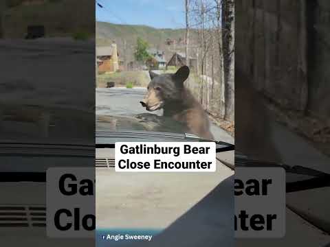 Gatlinburg Bear Checks For Parking Tag