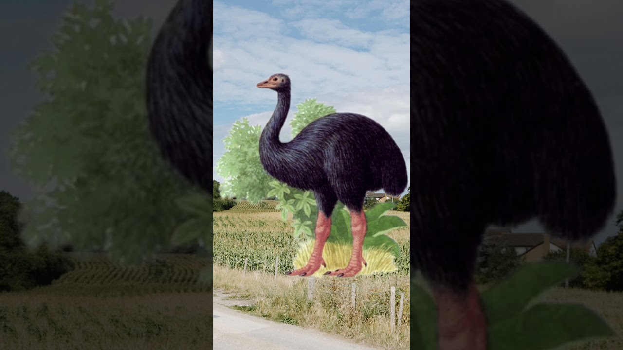 El pájaro Elefante de Madagascar EXTINTA