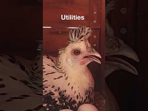 i have the best chicken names