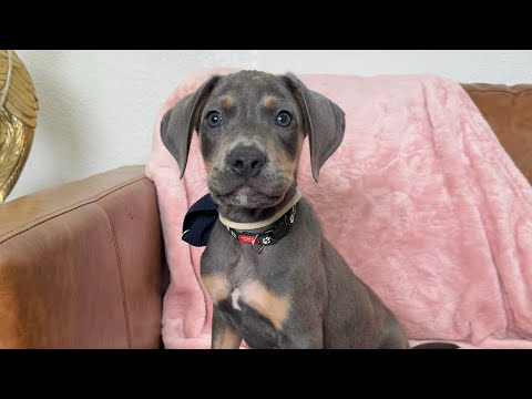 Dog for adoption - Cookie Cupcake, a Pit Bull Terrier & Labrador ...