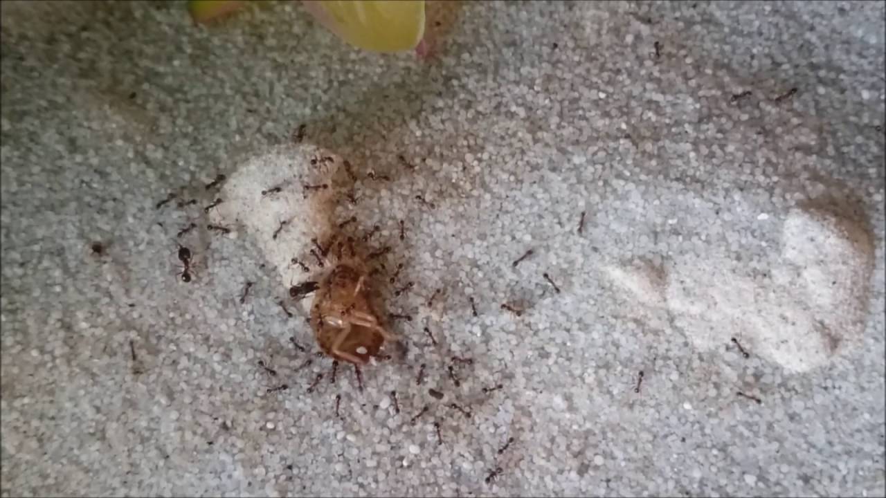 pheidole indica vs cockroach timelapse