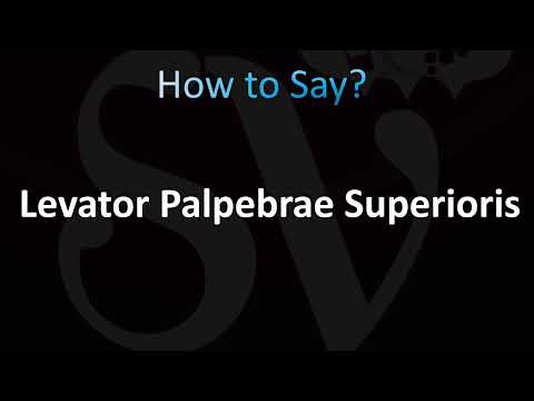 How to Pronounce Levator Palpebrae Superioris Muscle (CORRECTLY!)