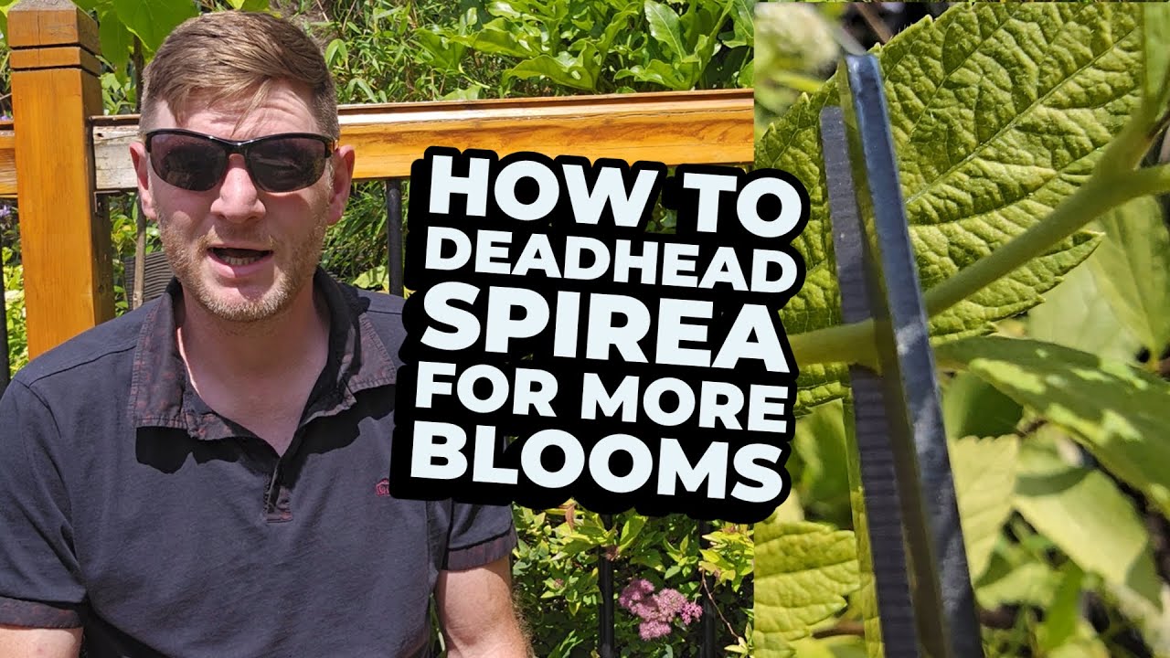 How to deadhead spirea for more blooms