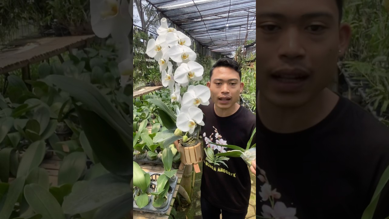 Special⁉️Jumbo Premium Moon Orchid🥰