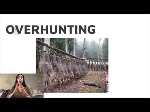 Endangered Species Vocab