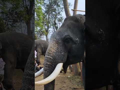 Into the Wild: Coorg's Dubare Elephant Camp Adventure