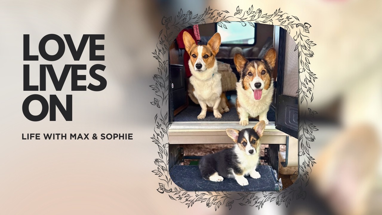 Our Corgi Family Story ❤️ Love, Loss & New Beginnings