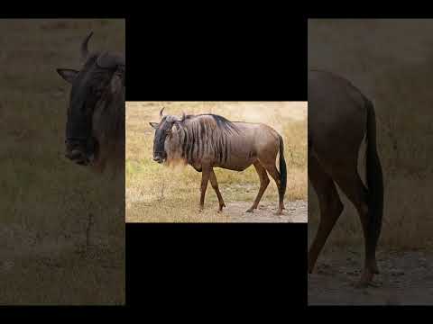 Hartebeest and Wildebeest