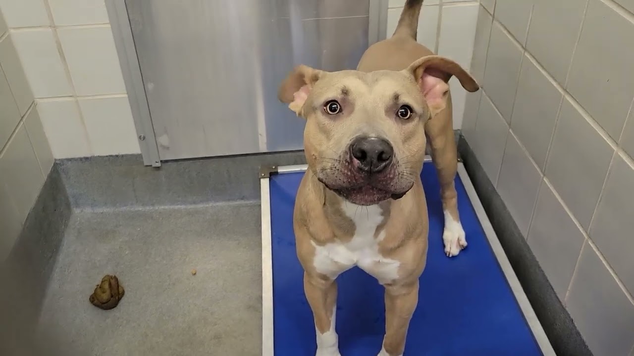 acs A660626