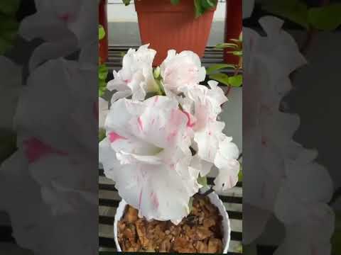 pretty😍✨ please subscribe my channel 🧿🙏#reels #flowers #rose #blooms #song #tranding