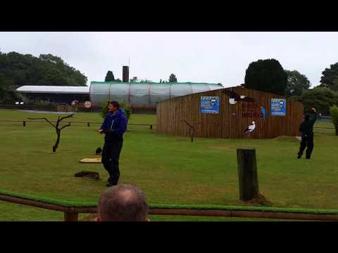 Steve Backshall with Harris hawks at Whipsnade Zoo