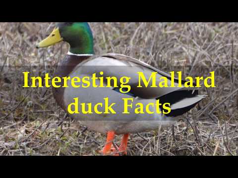 Interesting Mallard duck Facts