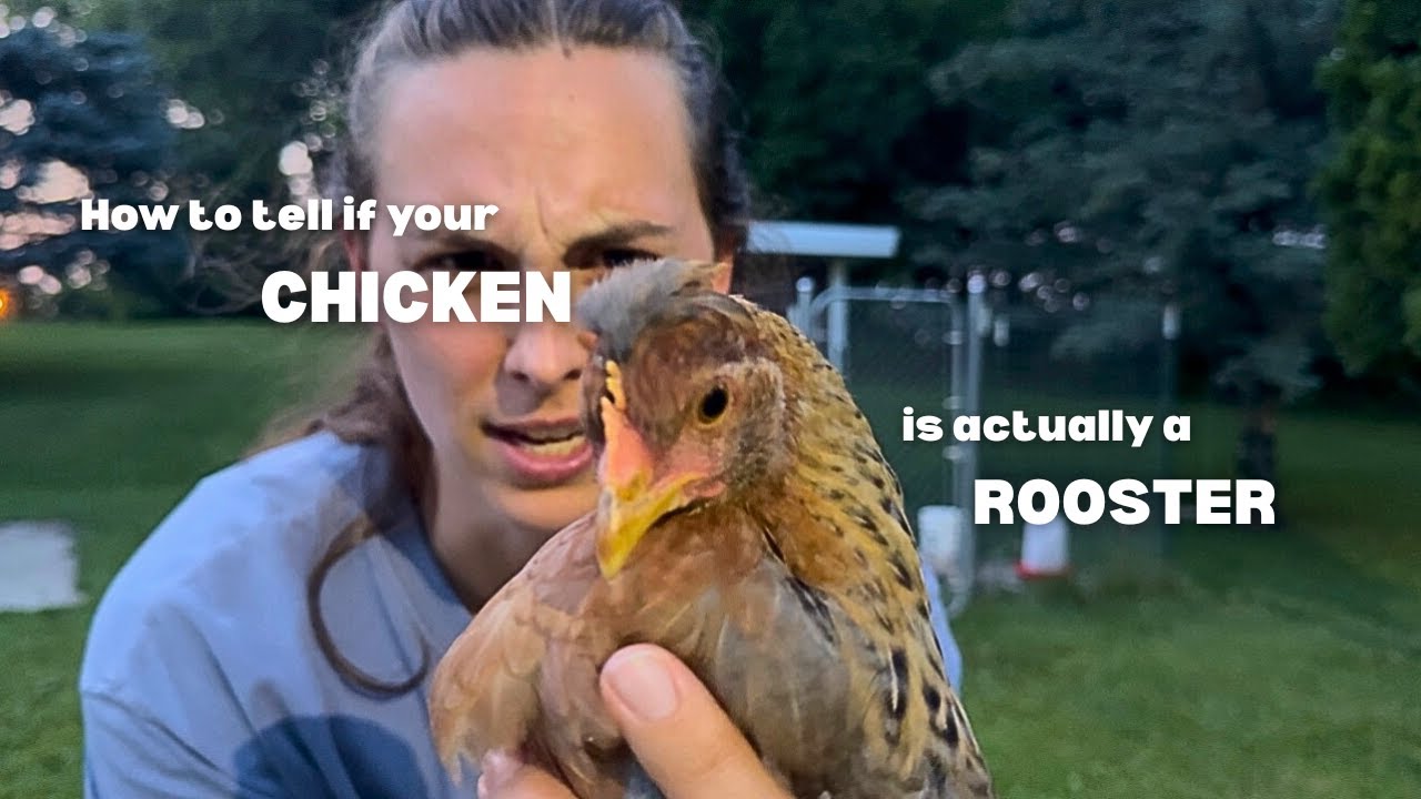 How to tell if your CHICKEN is actually a ROOSTER