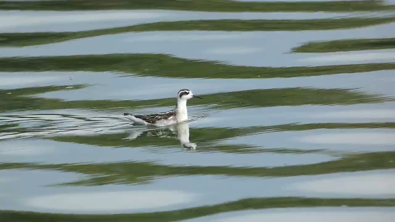 PHALAROPE A BEC ÉTROIT