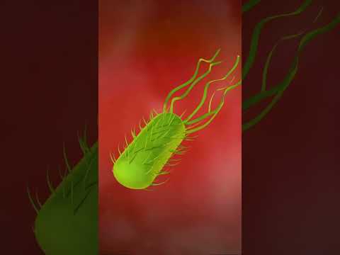 3D animation of the Helicobacter pylori